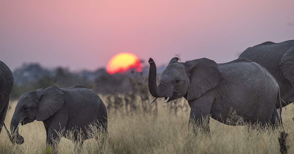 Das WWF Artenlexikon bedrohter Pflanzen- und Tierarten | WWF
