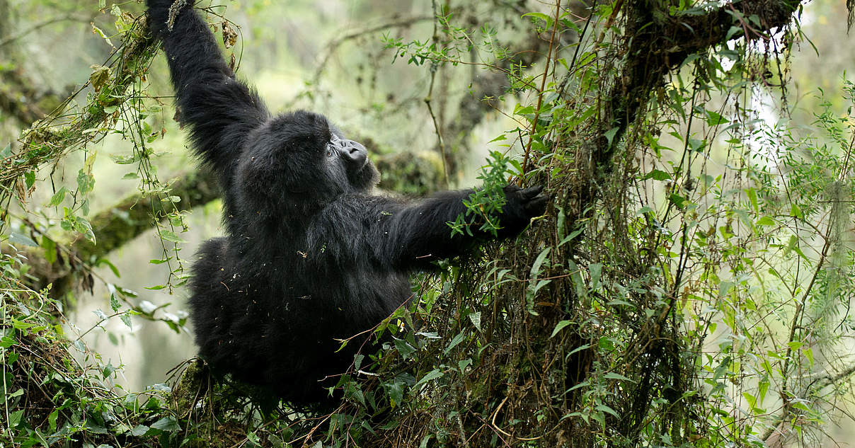 Östliche Gorillas im WWF-Artenlexikon: Zahlen & Fakten | WWF
