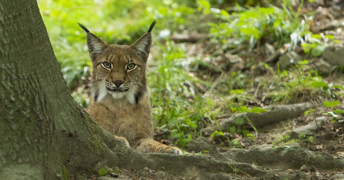 Wiederansiedelung des Luchses im Pfälzerwald | WWF