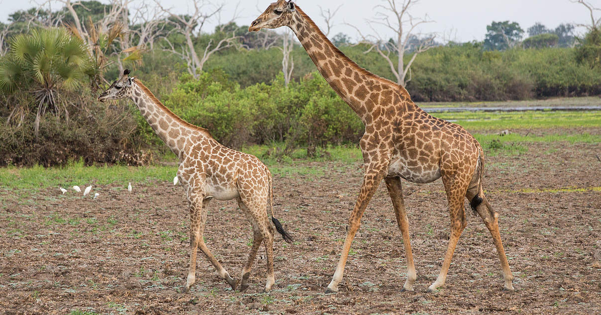 Giraffen: Ein kleines Wunder in der Mara | WWF