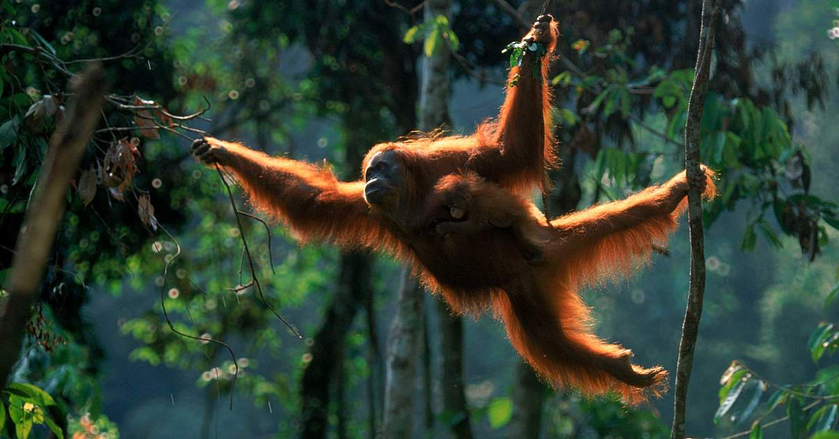 Sumatra-Orang-Utans im WWF-Artenlexikon: Zahlen & Fakten | WWF