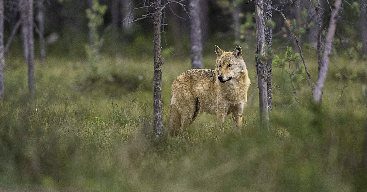 WWF raus!zeit exklusiv für Großspender:innen | WWF