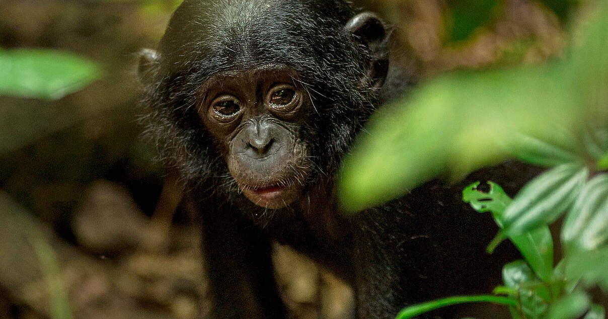 Spenden Sie für den Schutz der Bonobos in Salonga
