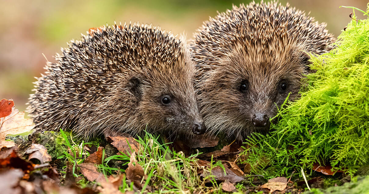 Die Rote Liste bedrohter Tier-, Pflanzen- und Pilzarten