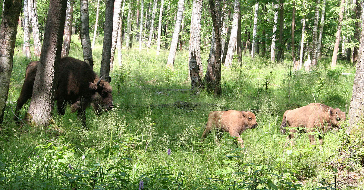 Umzug in ein neues Leben: Wisent-Auswilderung im Kaukasus | WWF