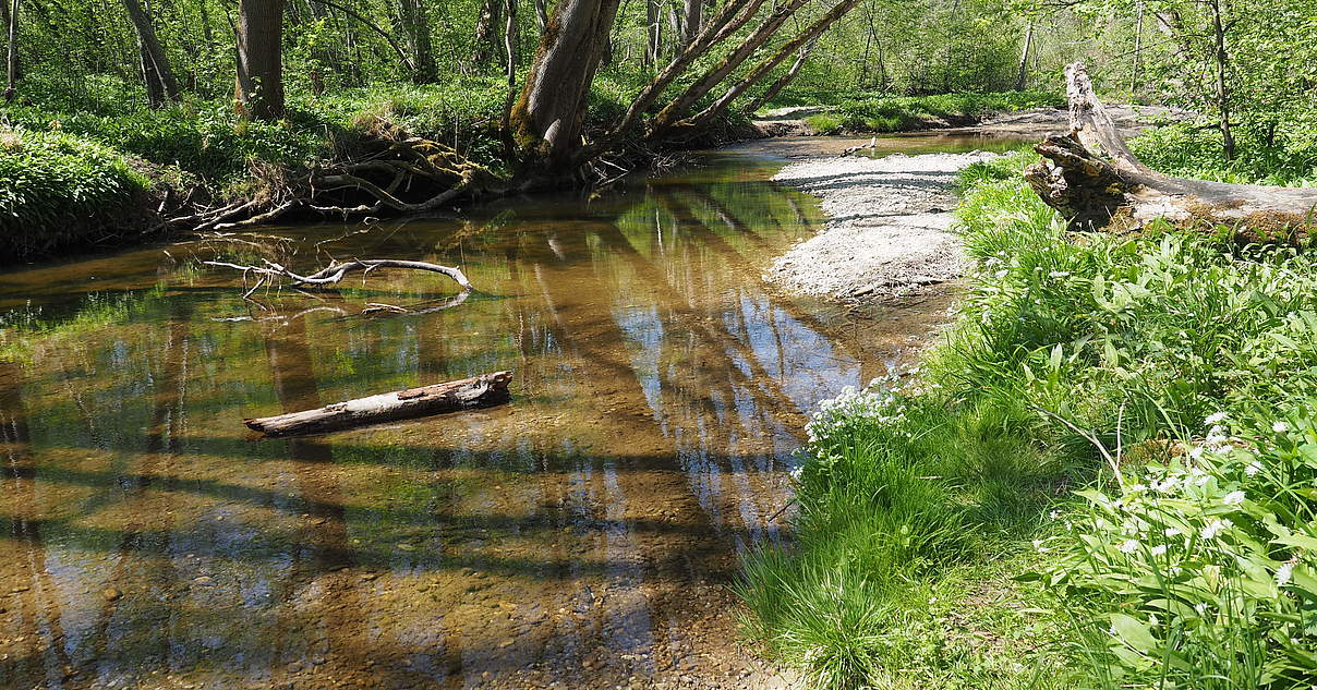 Windach – Wiedergefundenes Leben im alten Bachlauf | WWF