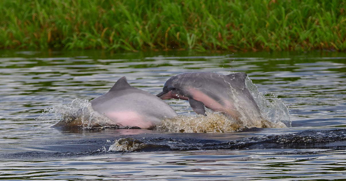 Faszination Flussdelfin: Vergessen und bedroht | WWF