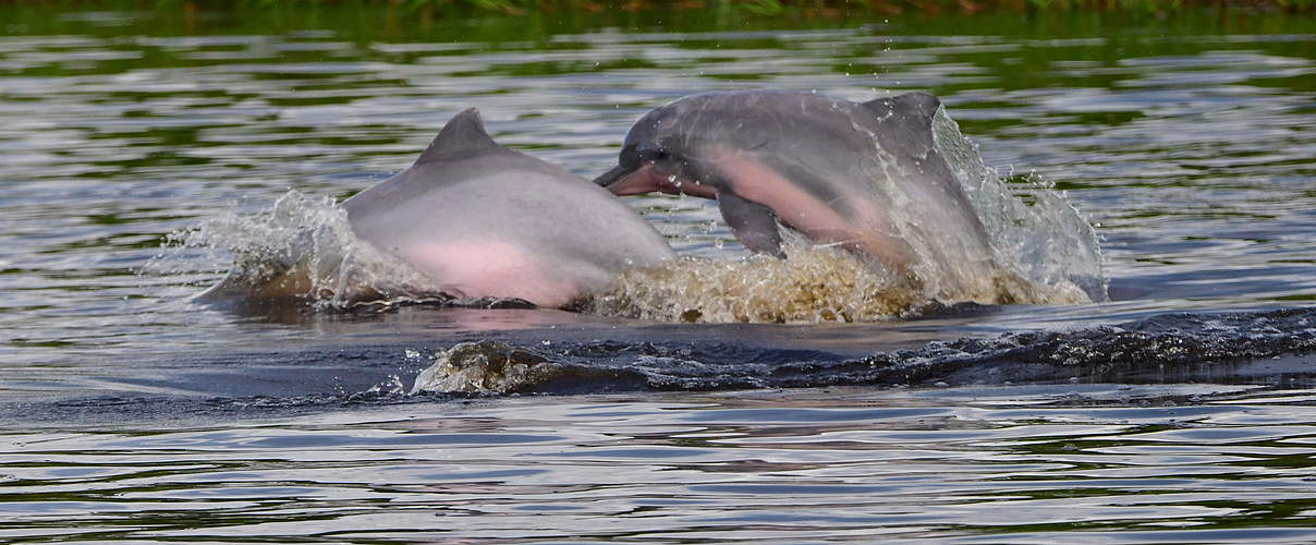 Faszination Flussdelfin: Vergessen und bedroht | WWF