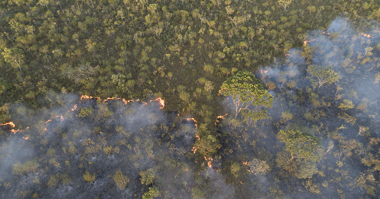 Trauriger Mai-Rekord: Amazonas-Brände erreichen 18-Jahres-Hoch | WWF