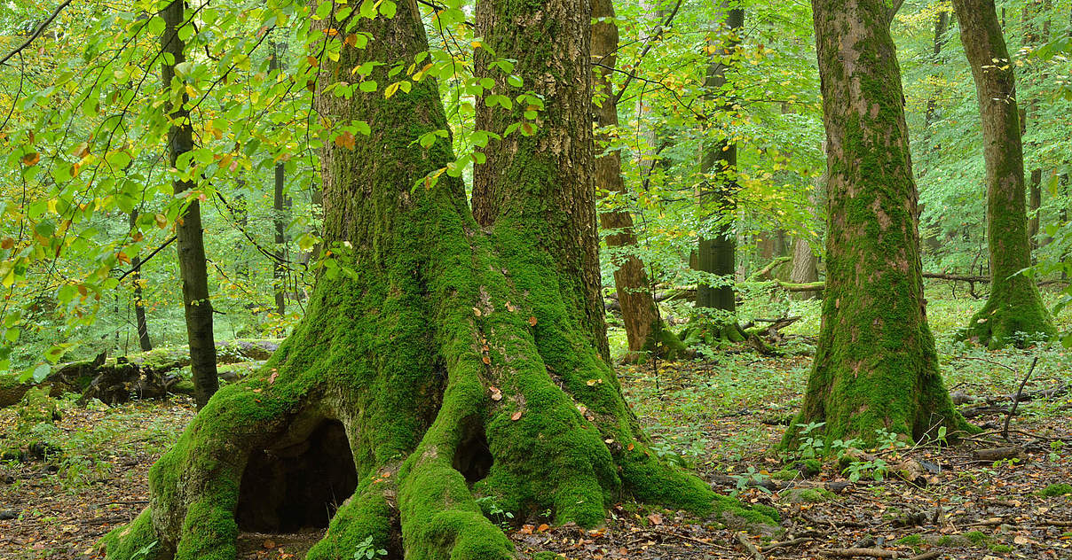 Naturschutz Deutschland - Tiere und Umwelt retten | WWF