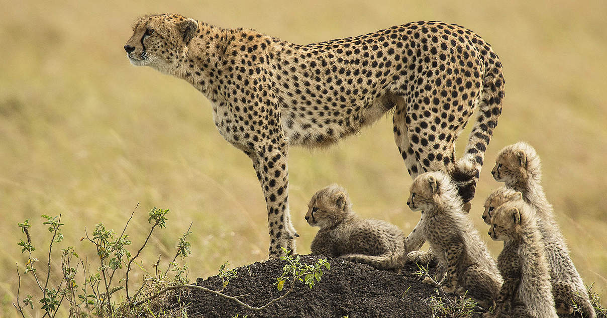 Geparde: Sprint ums Überleben | WWF