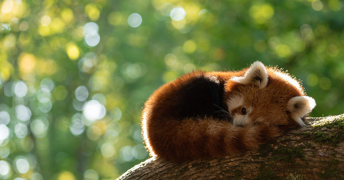 WWF Pressebilder Tierarten | WWF WWF Pressebilder Tierarten | WWF