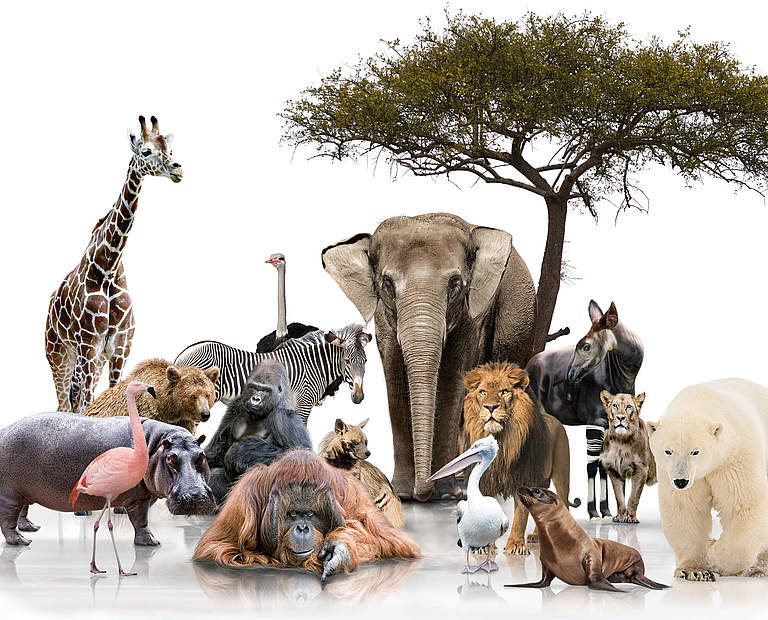 Global Protector | WWF