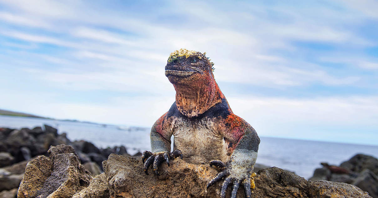 Galapagos: Das Labor der Evolution | WWF