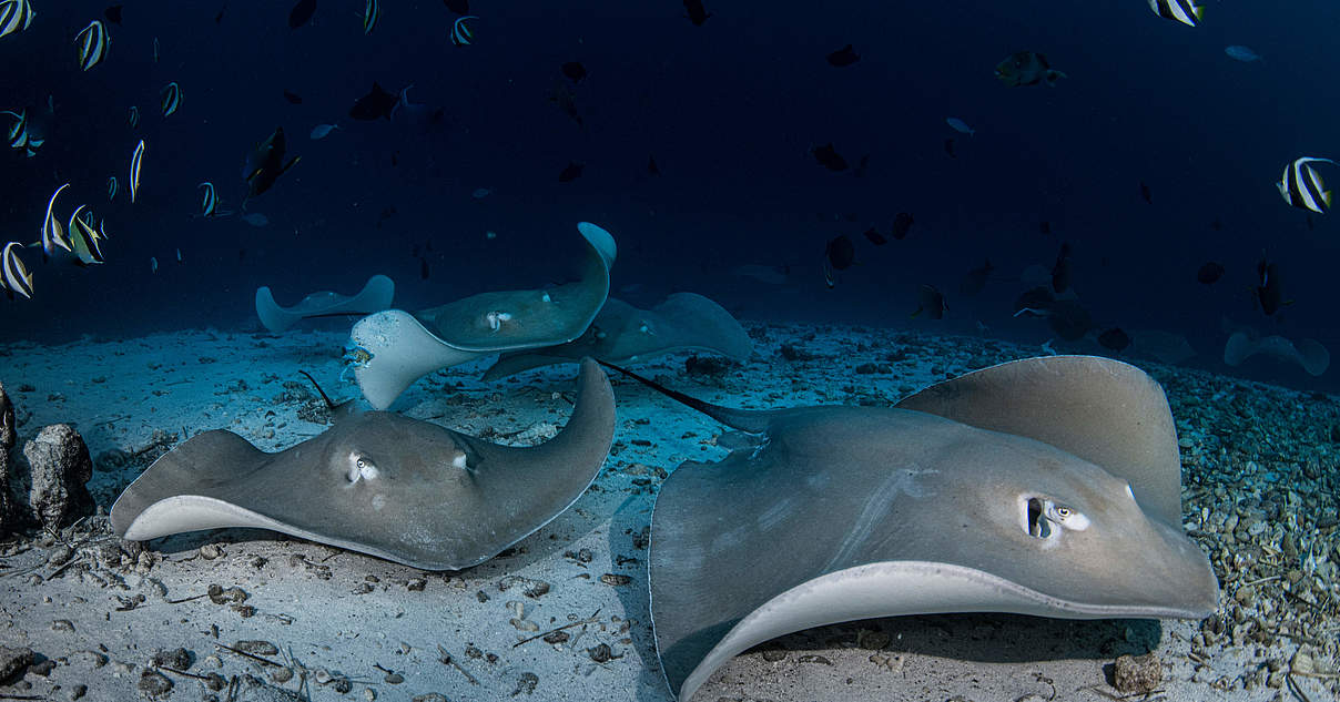 SARRI: Initiative für bedrohte Haie und Rochen | WWF