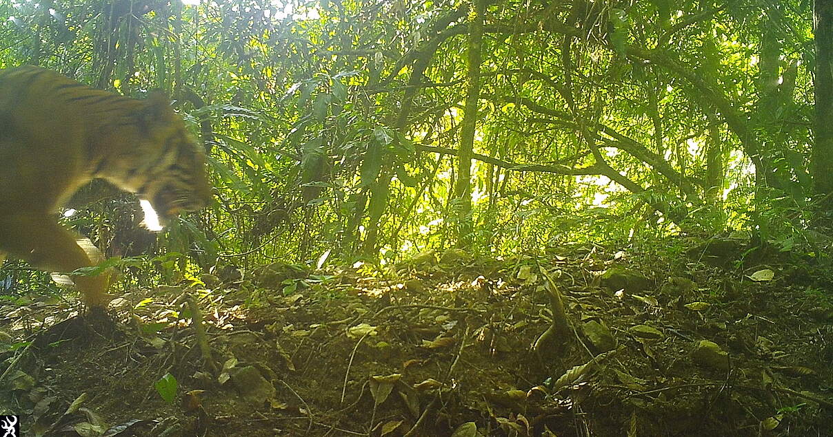 Hoffnung in Myanmar – Erste Tigersichtung seit 2018