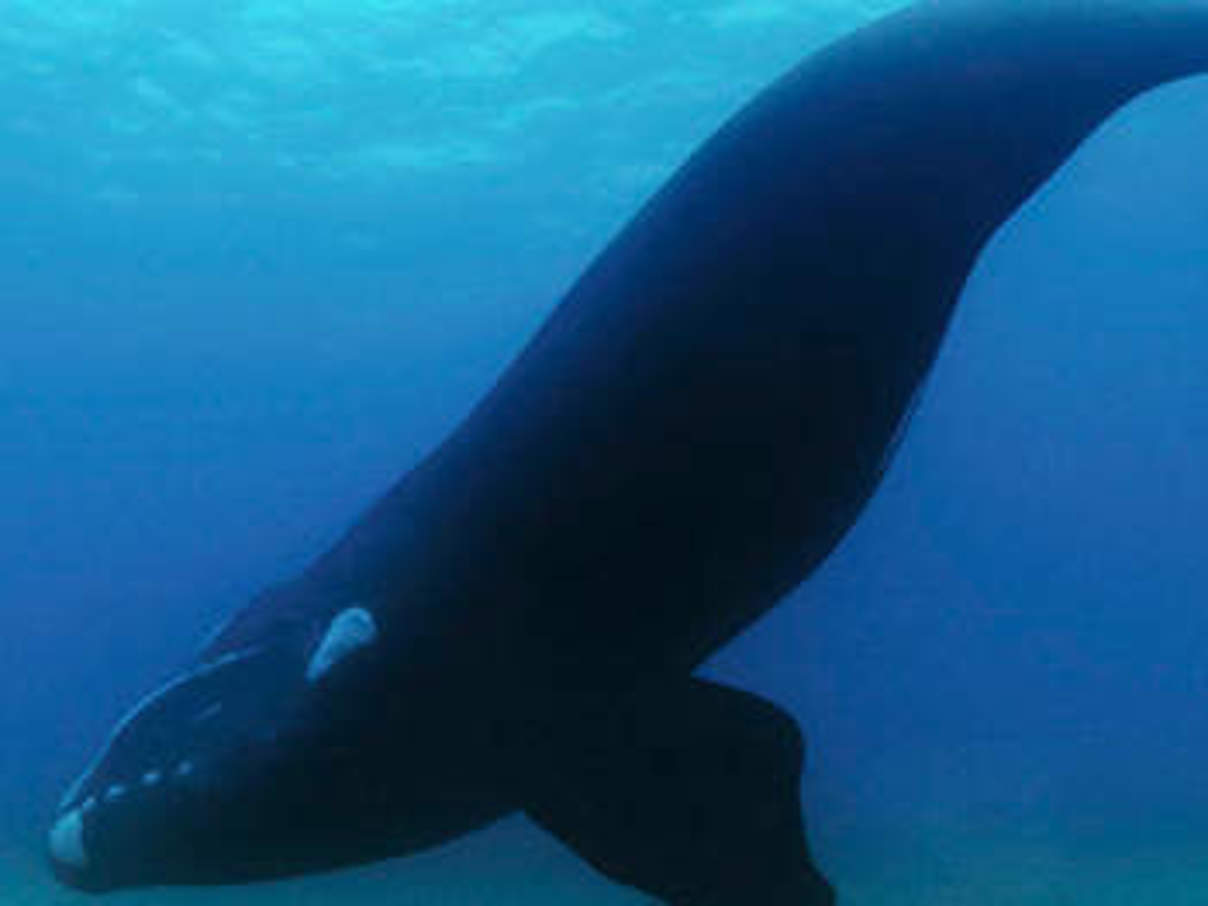 Nordkaper und Südkaper im WWF-Artenlexikon