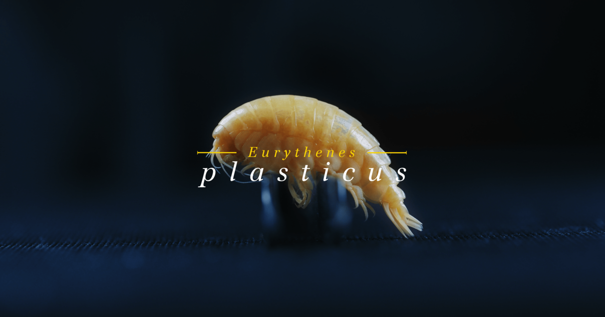 Petition: Eurythenes plasticus | WWF