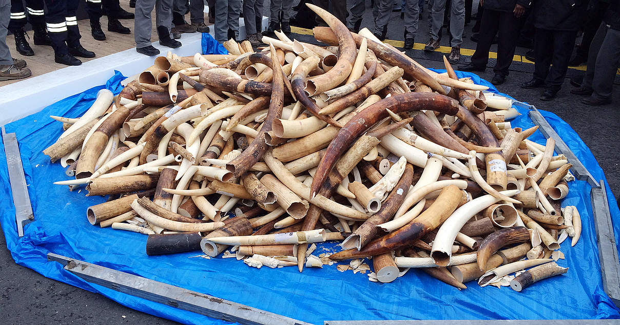 Elfenbein – das weiße Gold | WWF