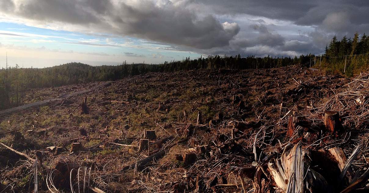Waldvernichtung | WWF