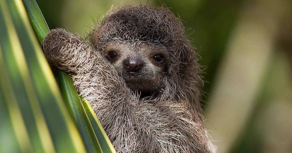 Faszination Faultier: Ruhepol in Gefahr