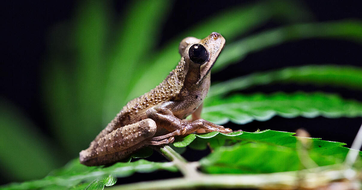 Start der Weltnaturkonferenz in Cali