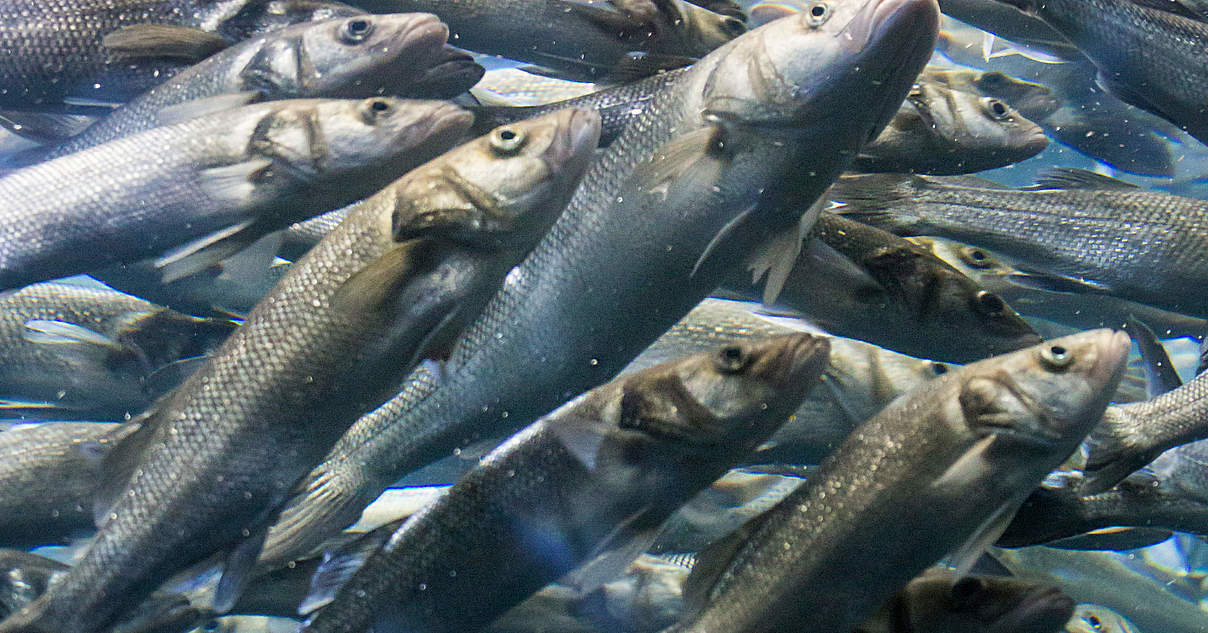 Heringe im WWF-Artenlexikon: Zahlen & Fakten | WWF