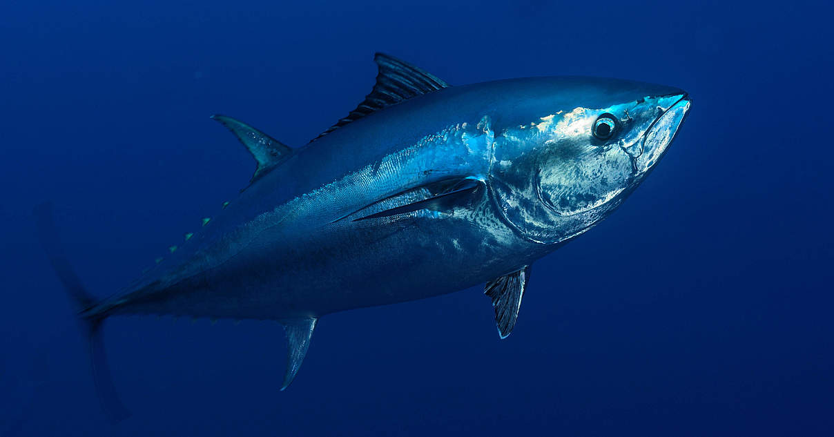 Thunfische im WWF-Artenlexikon: Zahlen & Fakten | WWF