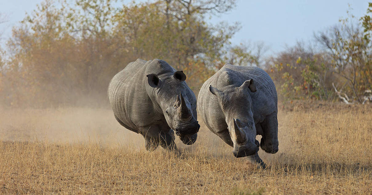 Nashorn-Wilderei: Der Kampf um die verbleibenden Rhinos | WWF