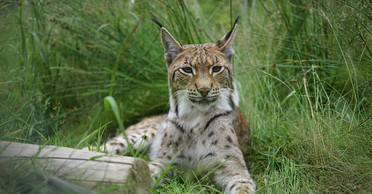 WWF-Tour: Die Rückkehr des Luchses in den Pfälzerwald