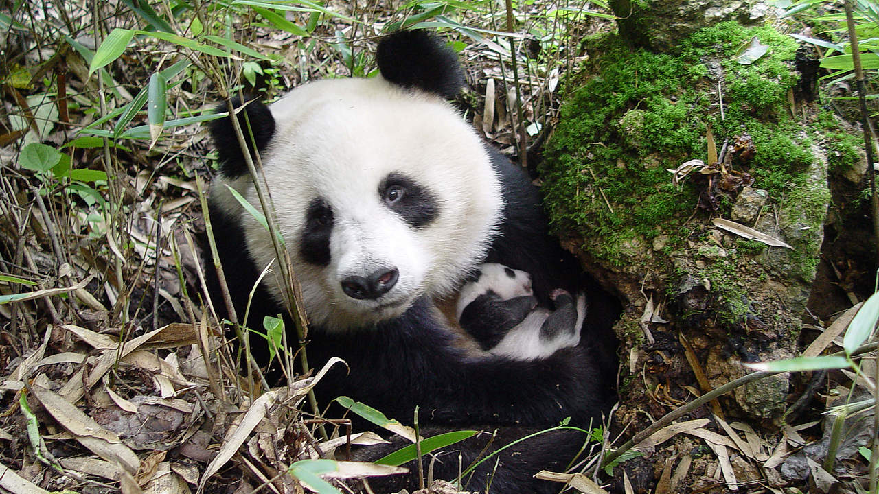 Ihre wichtige Spende für die Natur | WWF