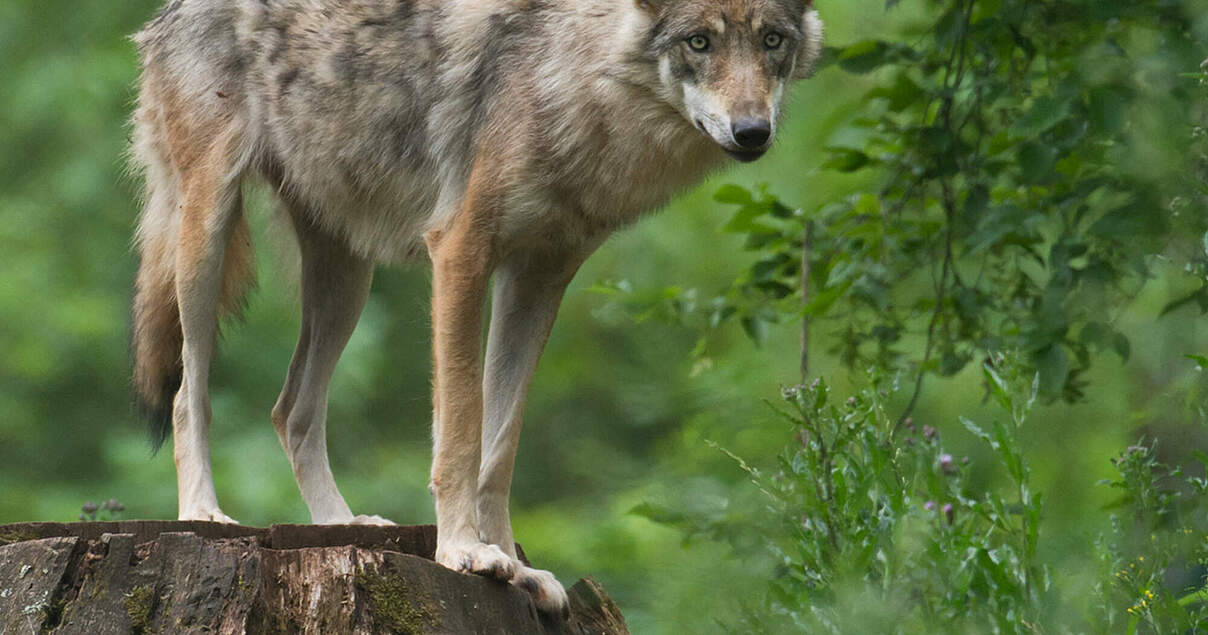 Pressestatement Erhaltungszustand Wolf
