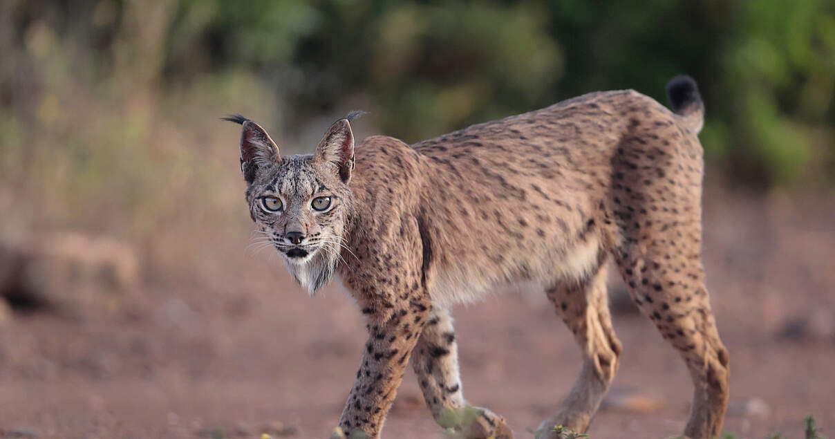 Iberische Luchse im WWF-Artenlexikon: Zahlen & Fakten