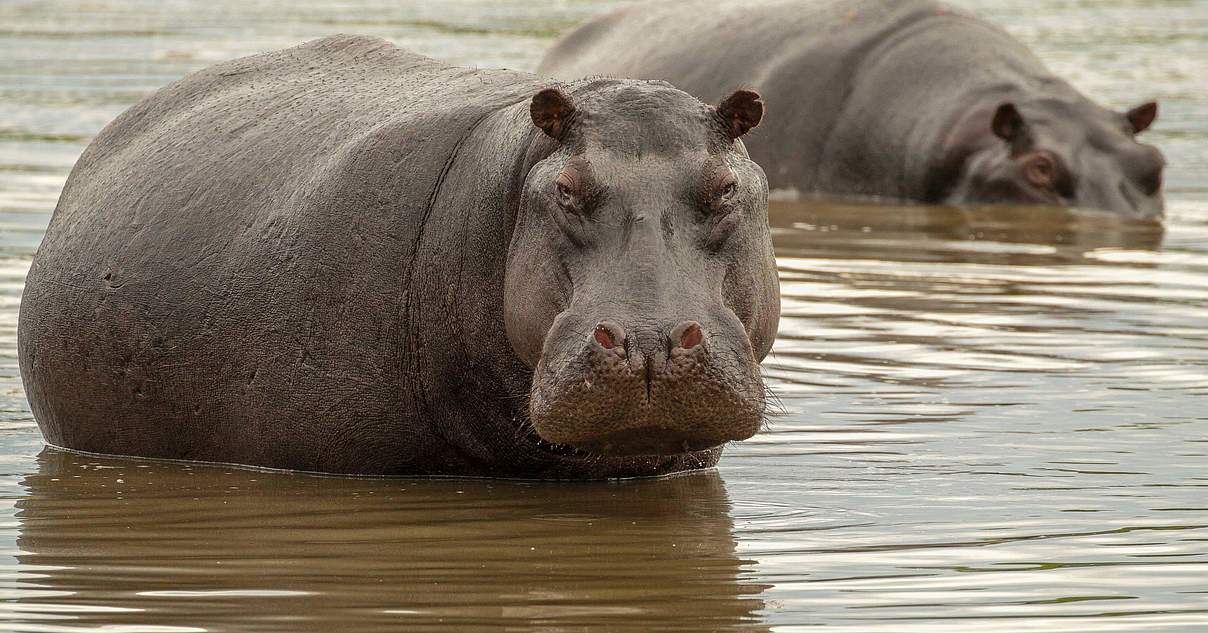 Flusspferde im WWF-Artenlexikon: Zahlen & Fakten | WWF