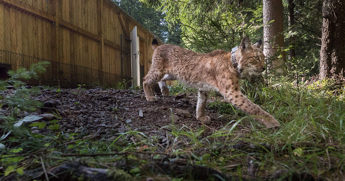 Luchs in Thüringen ausgewildert