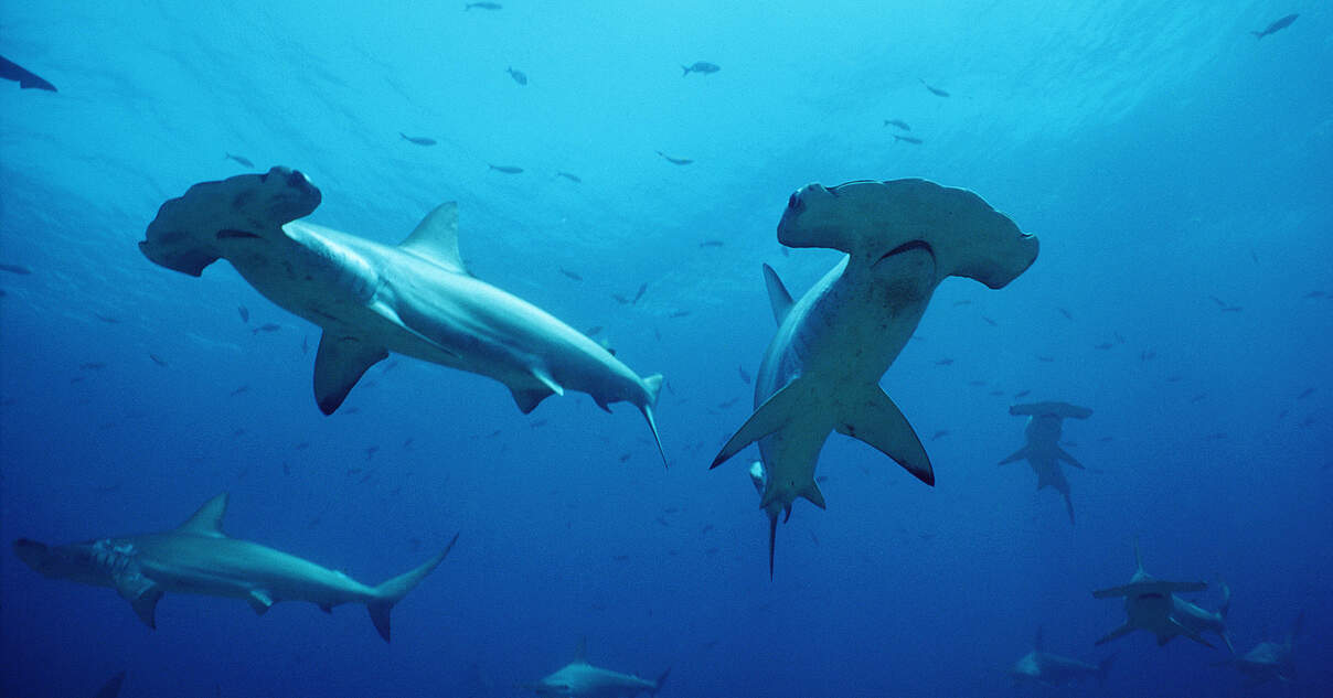 Der Haifischhandel boomt