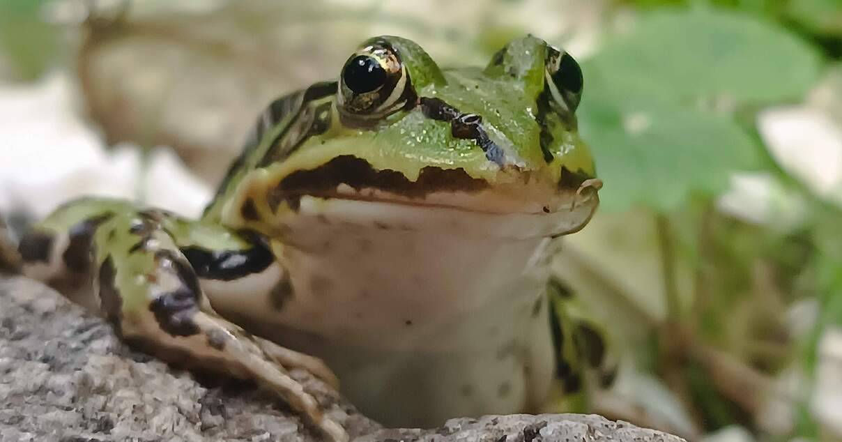 Wasserfrosch | WWF Junior
