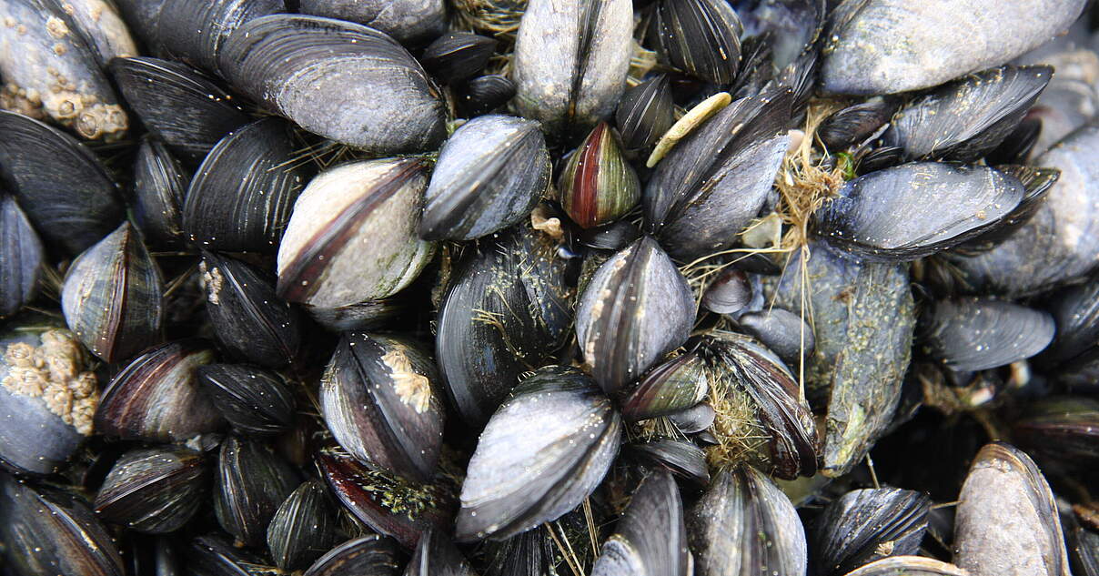 Miesmuscheln im WWF-Artenlexikon