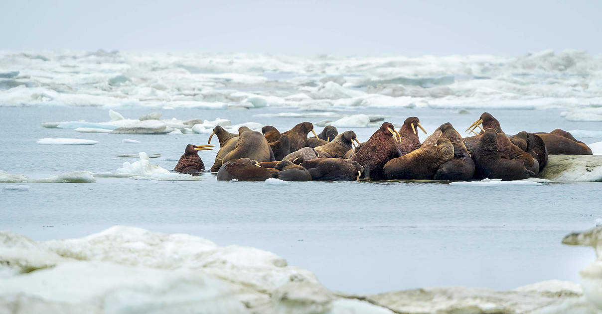 Walrosse zählen aus dem All | WWF