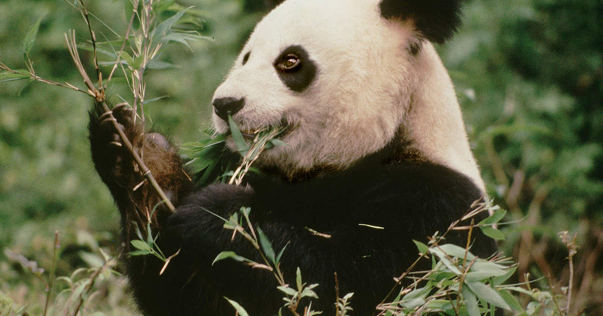 60 Jahre WWF Deutschland | WWF