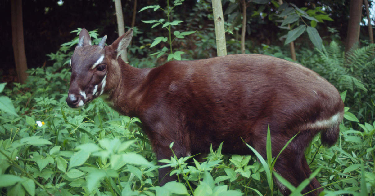 Saolas im WWF-Artenlexikon: Zahlen & Fakten | WWF