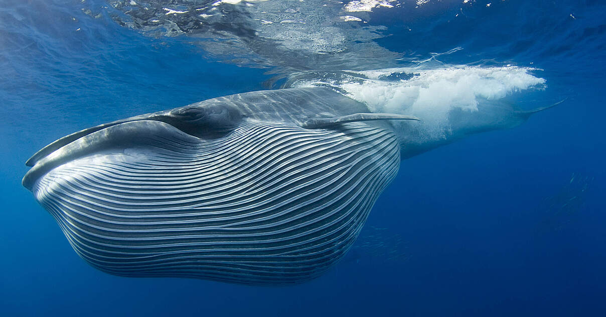 Brydewale im WWF-Artenlexikon: Zahlen & Fakten