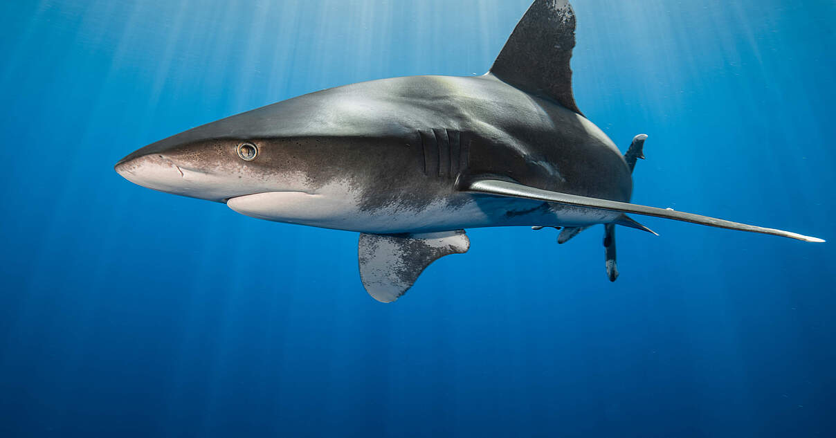 Haie und Rochen: bedrohte Meeresbewohner