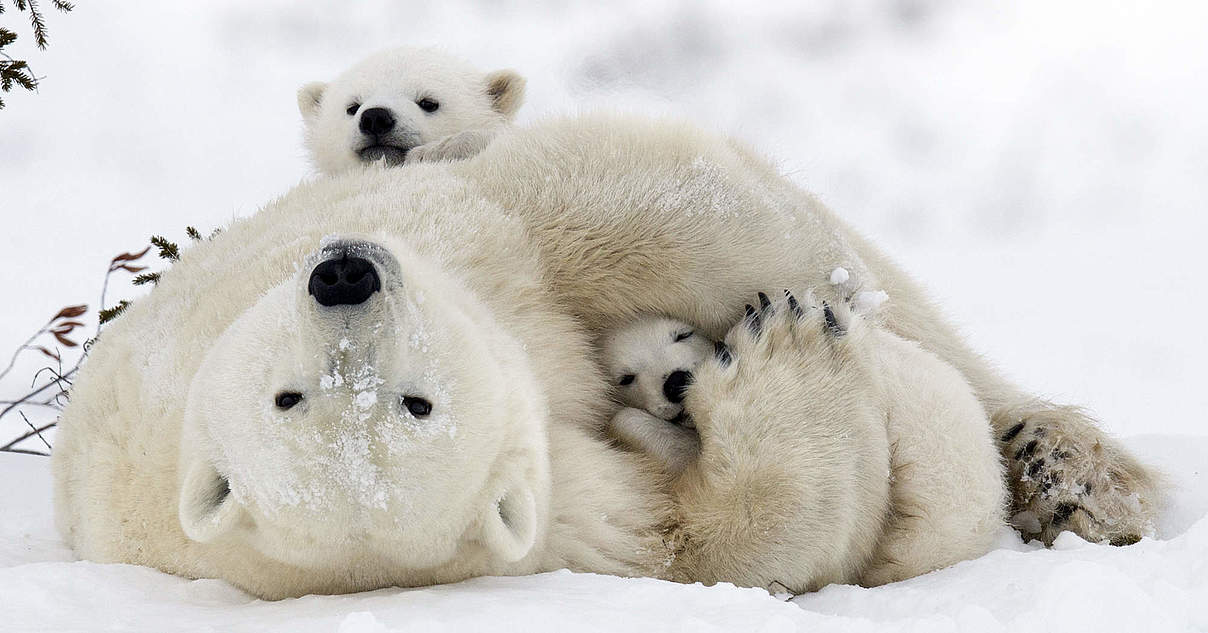 Pate werden für Eisbären und Klimaschutz | WWF