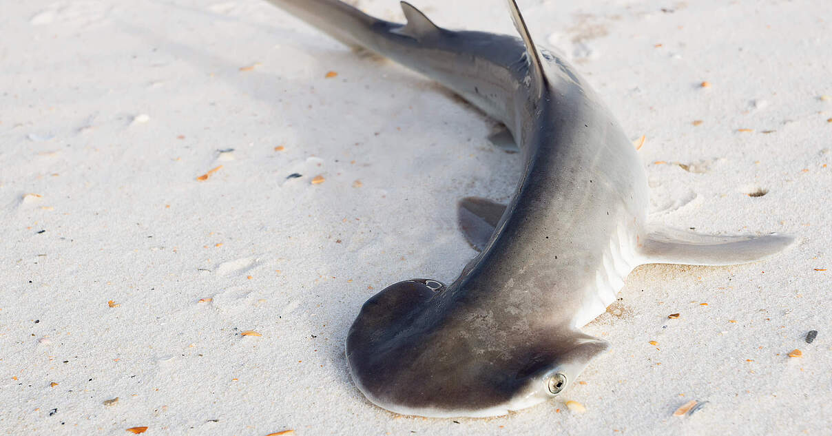 Neuer Hai im Weltnaturerbe