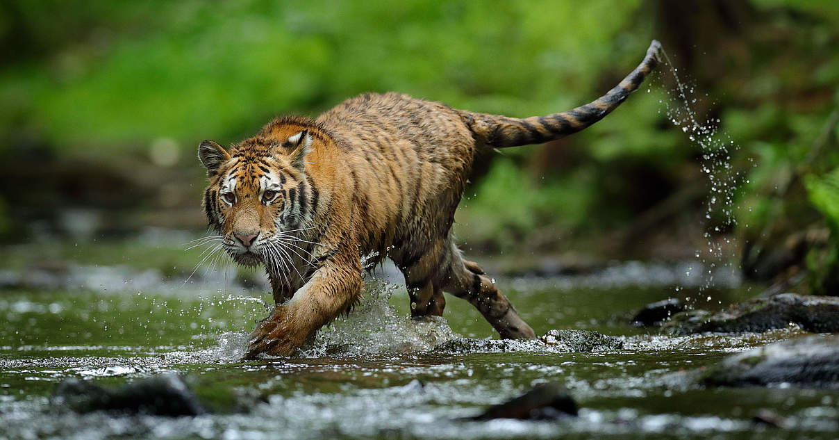 Wie wir Chinas letzte Tiger schützen können | WWF