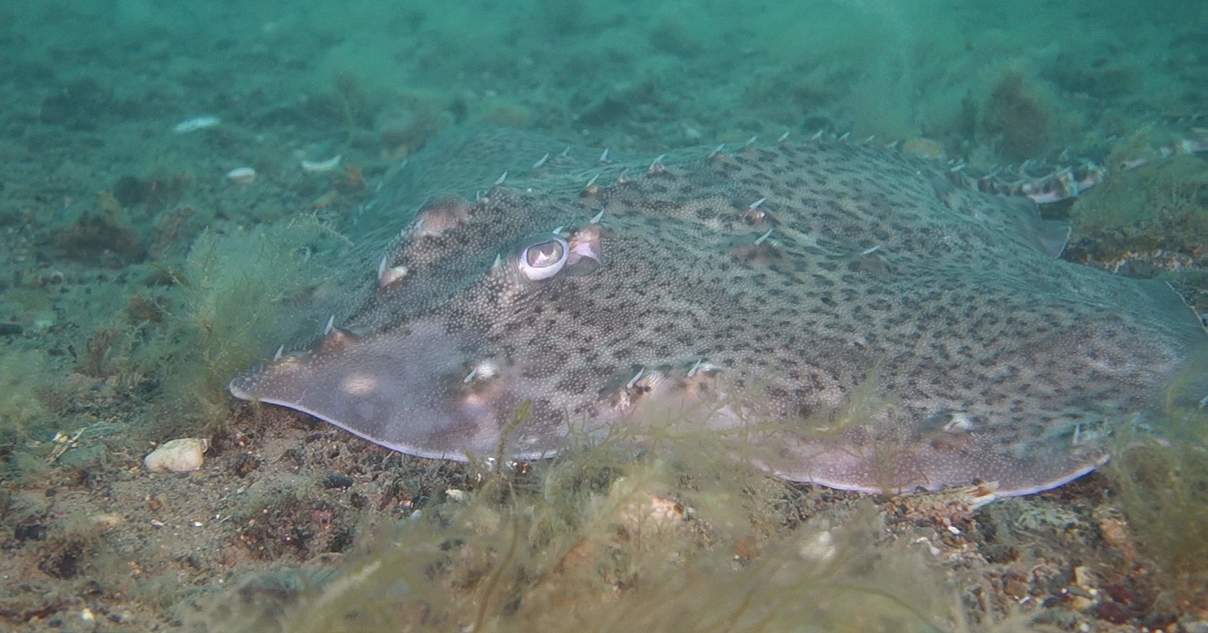 Nagelrochen im WWF-Artenlexikon: Zahlen & Fakten | WWF