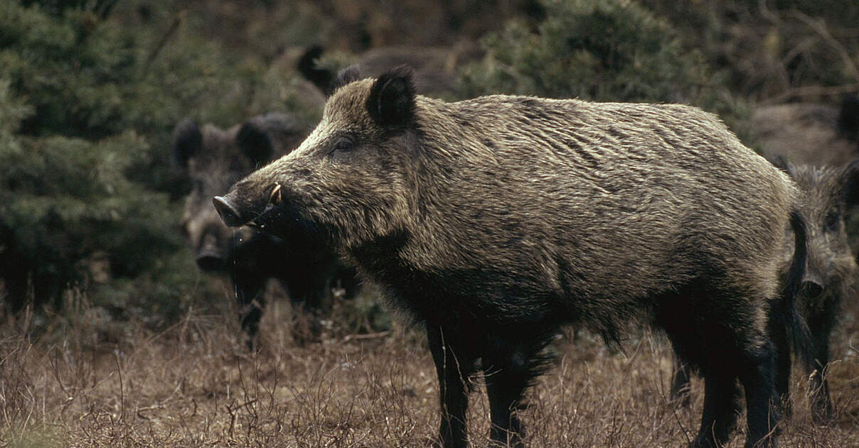 Wildschweine im WWF-Artenlexikon: Zahlen & Fakten