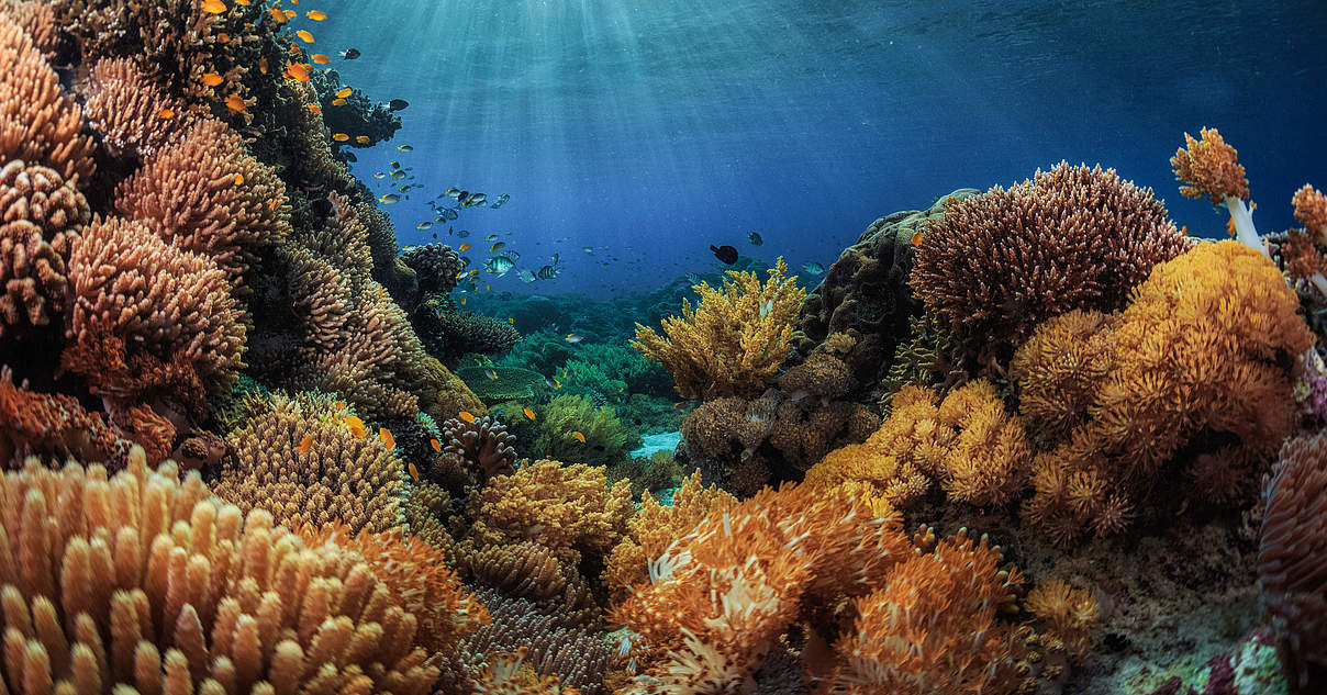 Weltmeere in der Klima-Krise | WWF