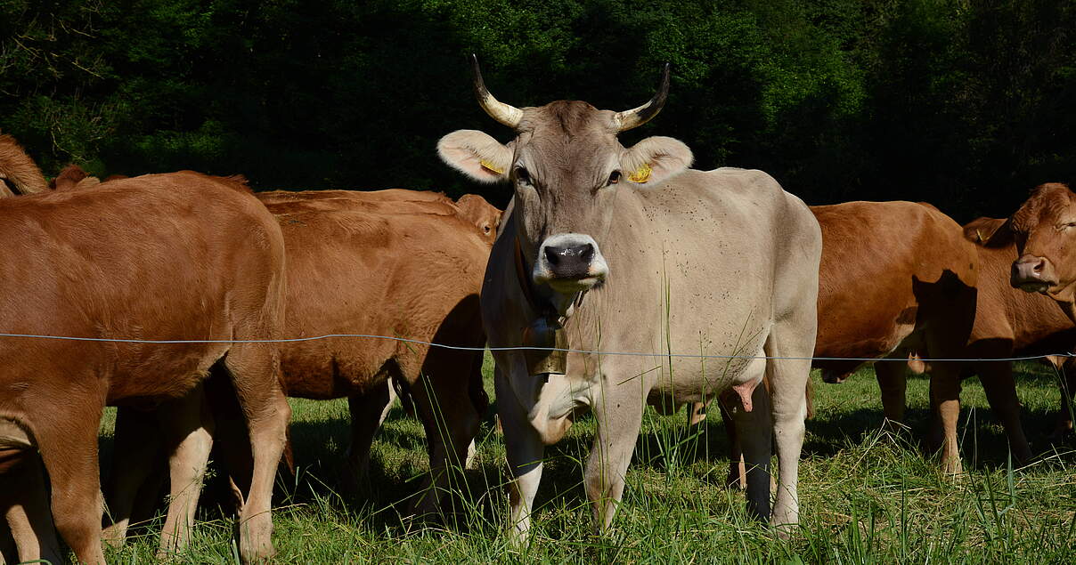 Pressestatement zur Sonder-Agrarministerkonferenz